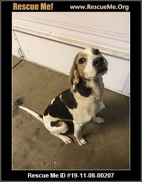 - Michigan Dog Rescue - ADOPTIONS - Rescue Me!