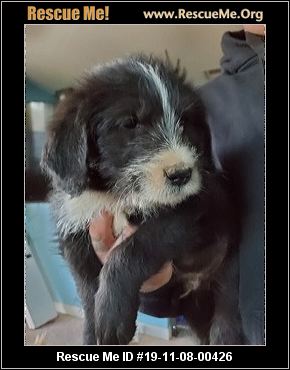 - California Lab Rescue - ADOPTIONS - Rescue Me!