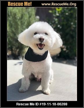 - California Poodle Rescue - ADOPTIONS - Rescue Me!