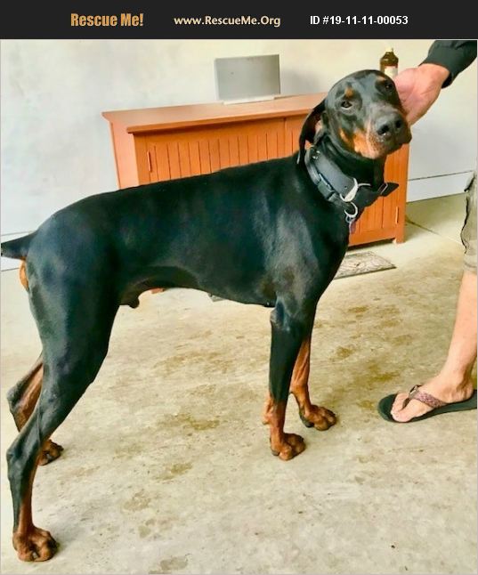 ADOPT 19111100053 ~ Doberman Pinscher Rescue ~ Baldwin Park, CA