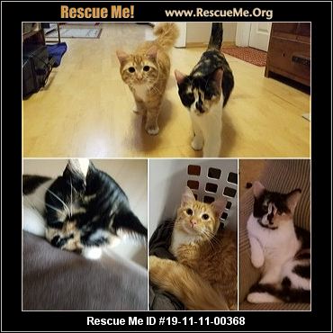 - Michigan Cat Rescue - ADOPTIONS - Rescue Me!