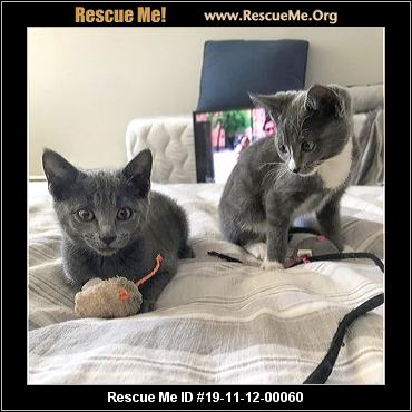 - Florida Cat Rescue - ADOPTIONS - Rescue Me!