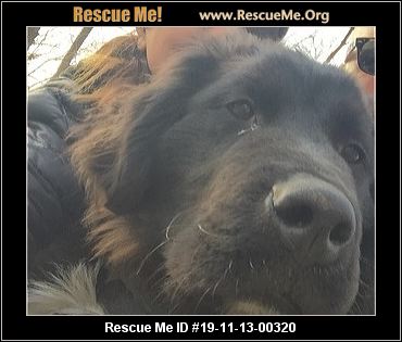 - Michigan Dog Rescue - ADOPTIONS - Rescue Me!