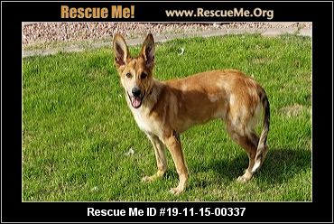 - Arizona Australian Cattle Dog Rescue - ADOPTIONS - Rescue Me!