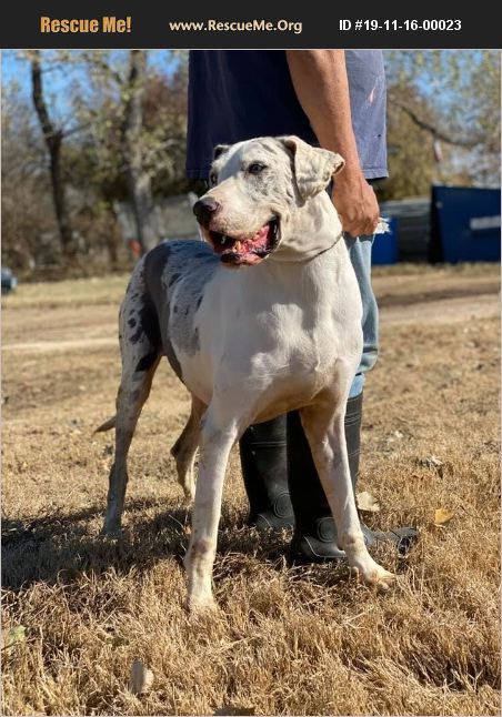 ADOPT 19111600023 ~ Great Dane Rescue ~ Washington