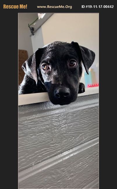 ADOPT 19111700442 ~ Border Collie Rescue ~ Eugene, OR