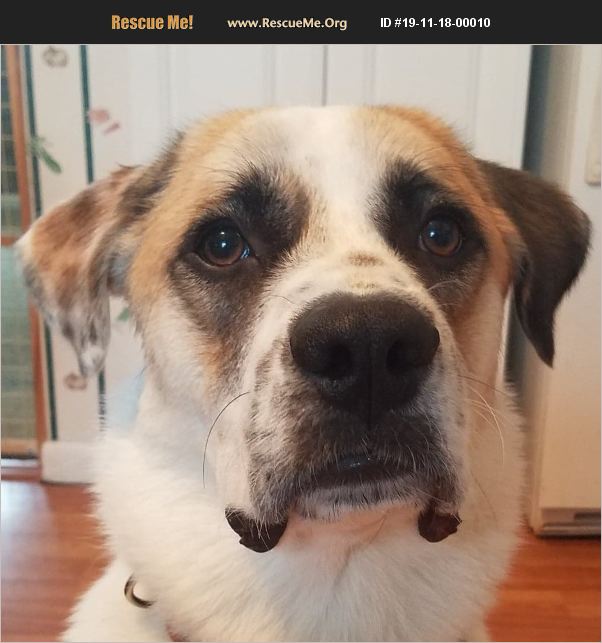 ADOPT 19111800010 ~ Anatolian Shepherd Rescue ~ Newbury, OH