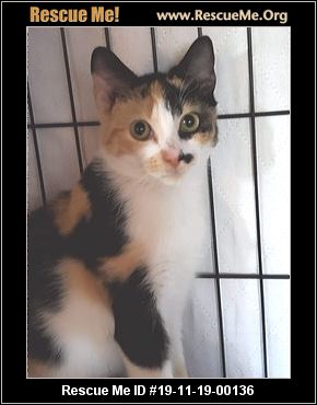 - Maryland Cat Rescue - ADOPTIONS - Rescue Me!