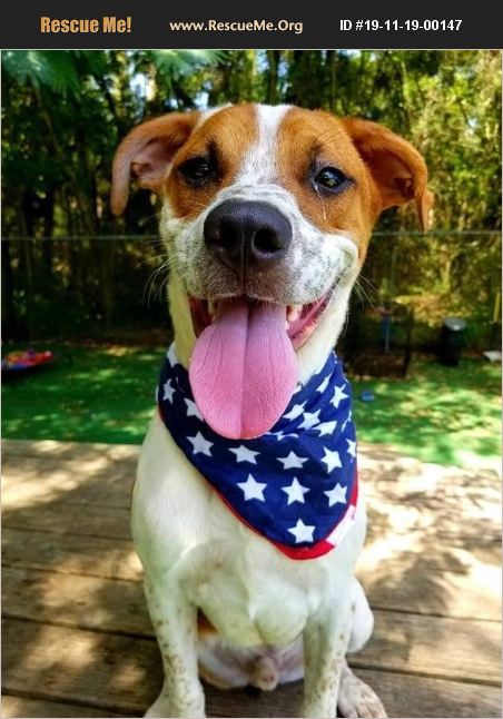 ADOPT 19111900147 ~ Boxer Rescue ~ Defuniak Springs, FL