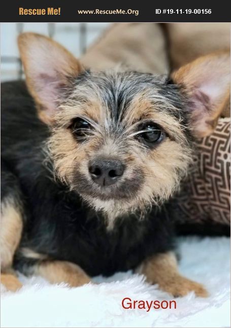 ADOPT 19111900156 ~ Yorkie Rescue ~ Sautee, GA