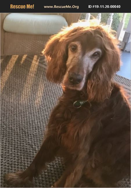 ADOPT 19112000040 ~ Irish Setter Rescue ~ Springfield, VA