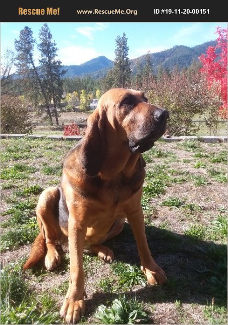 ADOPT 19112000151 ~ Bloodhound Rescue ~ Williams, OR