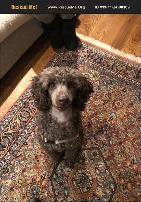 ADOPT 19112400169 ~ Poodle Rescue ~ Hatfield, PA
