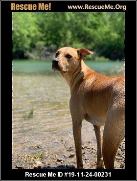 - Texas Rhodesian Ridgeback Rescue - ADOPTIONS - Rescue Me!