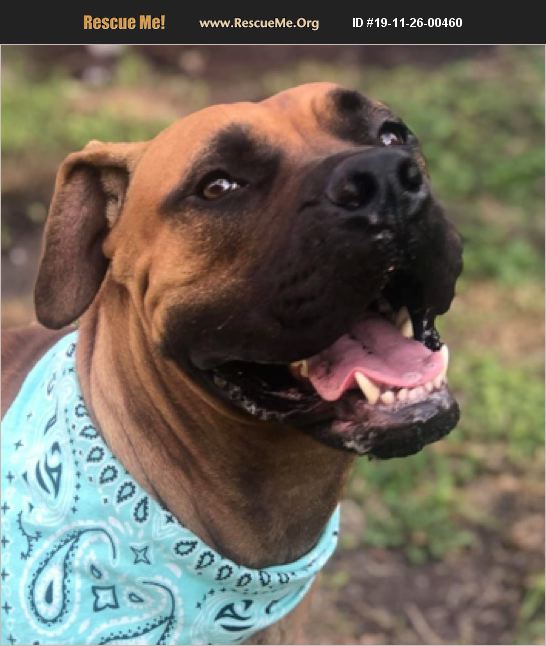 ADOPT 19112600460 ~ Rhodesian Ridgeback Rescue ~ Florida