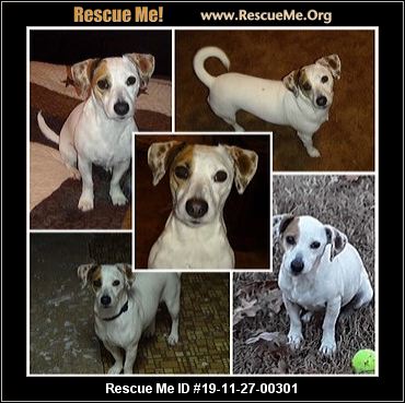 - Texas Jack Russell Rescue - ADOPTIONS - Rescue Me!