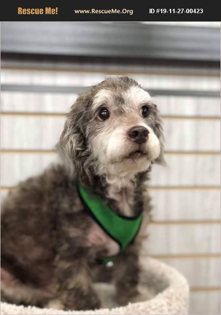 ADOPT 19112700423 ~ Poodle Rescue ~ Pensacola, FL