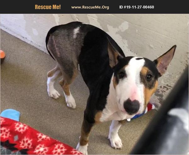 ADOPT 19112700460 ~ Bull Terrier Rescue ~ Litchfield Park, AZ