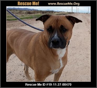 - Arizona Boxer Rescue - ADOPTIONS - Rescue Me!