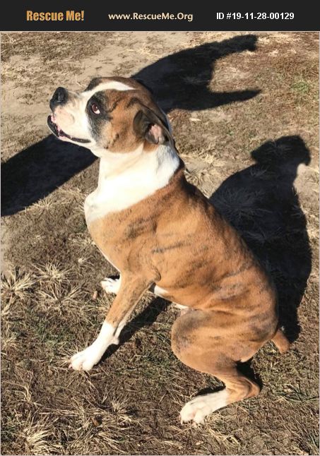 ADOPT 19112800129 ~ Boxer Rescue ~ Woodbine, IA