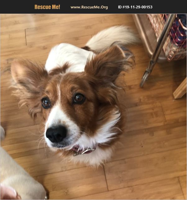 ADOPT 19112900153 ~ Corgi Rescue ~ Beaverton, OR