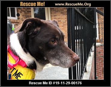 - Georgia Border Collie Rescue - ADOPTIONS - Rescue Me!