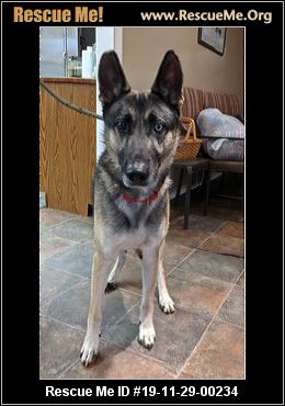 - Ohio Siberian Husky Rescue - ADOPTIONS - Rescue Me!