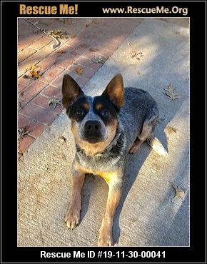 - Virginia Dog Rescue - ADOPTIONS - Rescue Me!