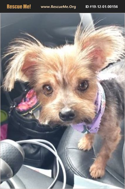 ADOPT 19120100156 ~ Yorkie Rescue ~ FL, Miami, FL