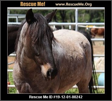 - California Horse Rescue - ADOPTIONS - Rescue Me!