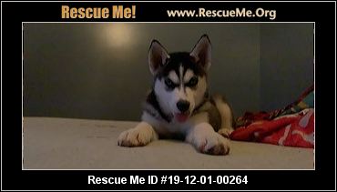 - Ohio Siberian Husky Rescue - ADOPTIONS - Rescue Me!
