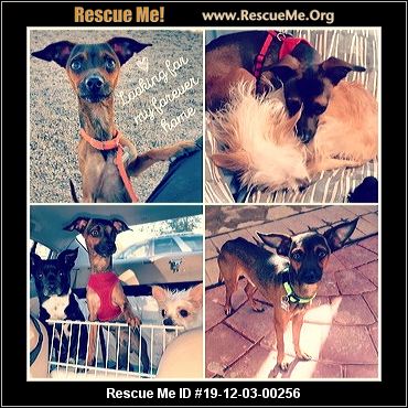 - Arizona Small Dog Rescue - Phoenix, AZ - AVAILABLE PETS