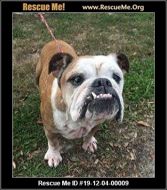 - Florida Bulldog Rescue - ADOPTIONS - Rescue Me!