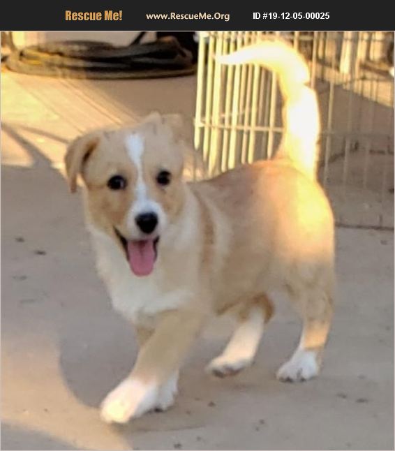ADOPT 19120500025 ~ Corgi Rescue ~ Chandler, AZ
