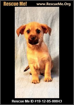 - Delaware Dog Rescue - ADOPTIONS - Rescue Me!