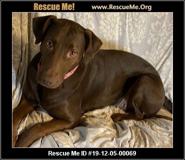 - West Virginia Dog Rescue - ADOPTIONS - Rescue Me!