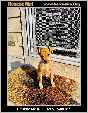 - Colorado Dog Rescue - ADOPTIONS - Rescue Me!