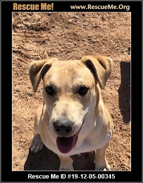 - Arizona Golden Retriever Rescue - ADOPTIONS - Rescue Me!