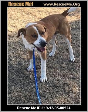 - Colorado Dog Rescue - ADOPTIONS - Rescue Me!