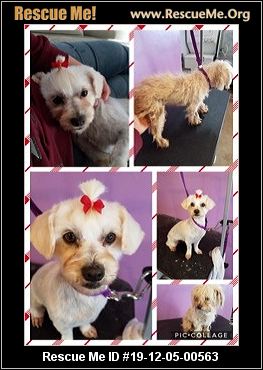 - California Maltese Rescue - ADOPTIONS - Rescue Me!