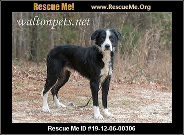 - Georgia Border Collie Rescue - ADOPTIONS - Rescue Me!