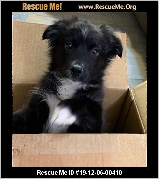- Colorado Dog Rescue - ADOPTIONS - Rescue Me!