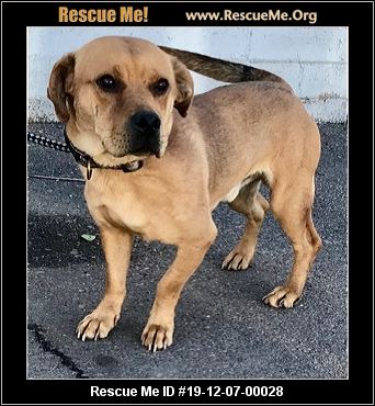- Arizona Dog Rescue - ADOPTIONS - Rescue Me!