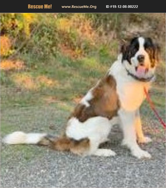 ADOPT 19120800222 ~ Saint Bernard Rescue ~ Yelm, WA
