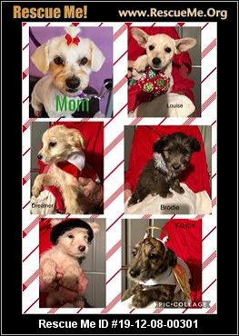 - California Maltese Rescue - ADOPTIONS - Rescue Me!