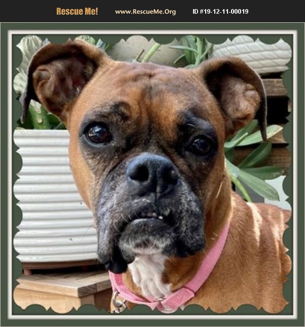 ADOPT 19121100019 ~ Boxer Rescue ~ Tallahassee, FL