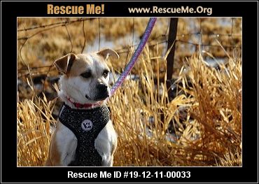- Utah Dog Rescue - ADOPTIONS - Rescue Me!