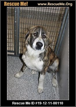 - Utah Dog Rescue - ADOPTIONS - Rescue Me!