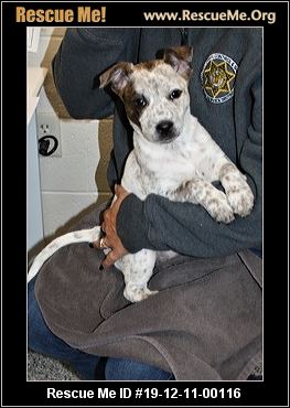 - Utah Dog Rescue - ADOPTIONS - Rescue Me!