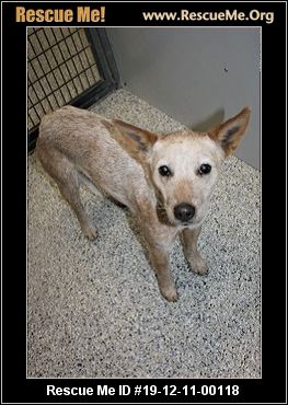 - Utah Dog Rescue - ADOPTIONS - Rescue Me!